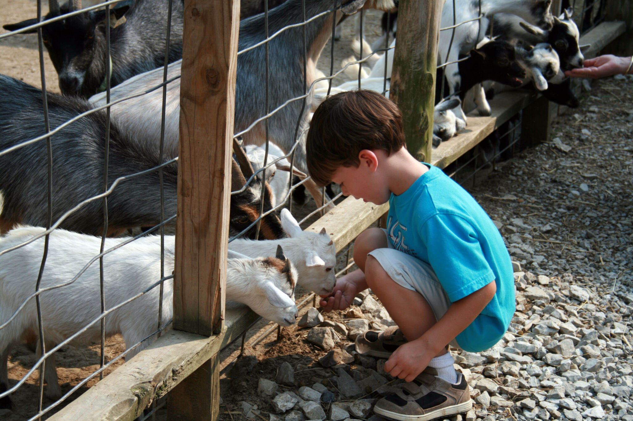 Top 4 Things To Do at the Little Ponderosa Zoo - Adventure Anderson
