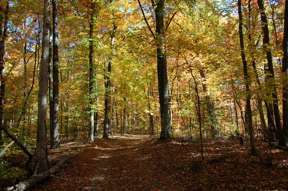 All About the UT Arboretum in Oak Ridge, TN - Adventure Anderson